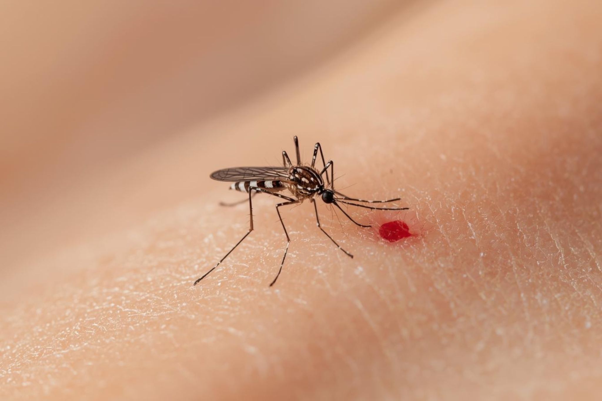 Dengue en casa: 10 lugares donde los mosquitos pueden estar ...